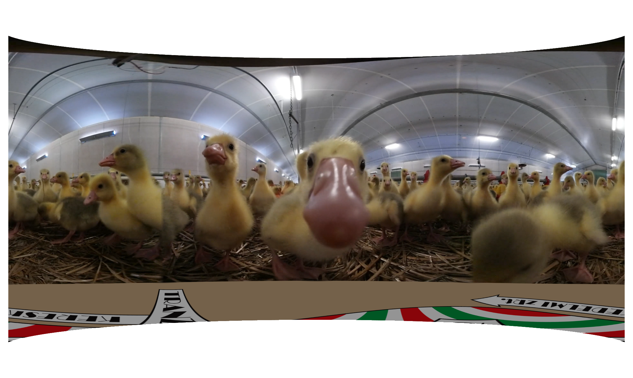 Goose factory VR Video